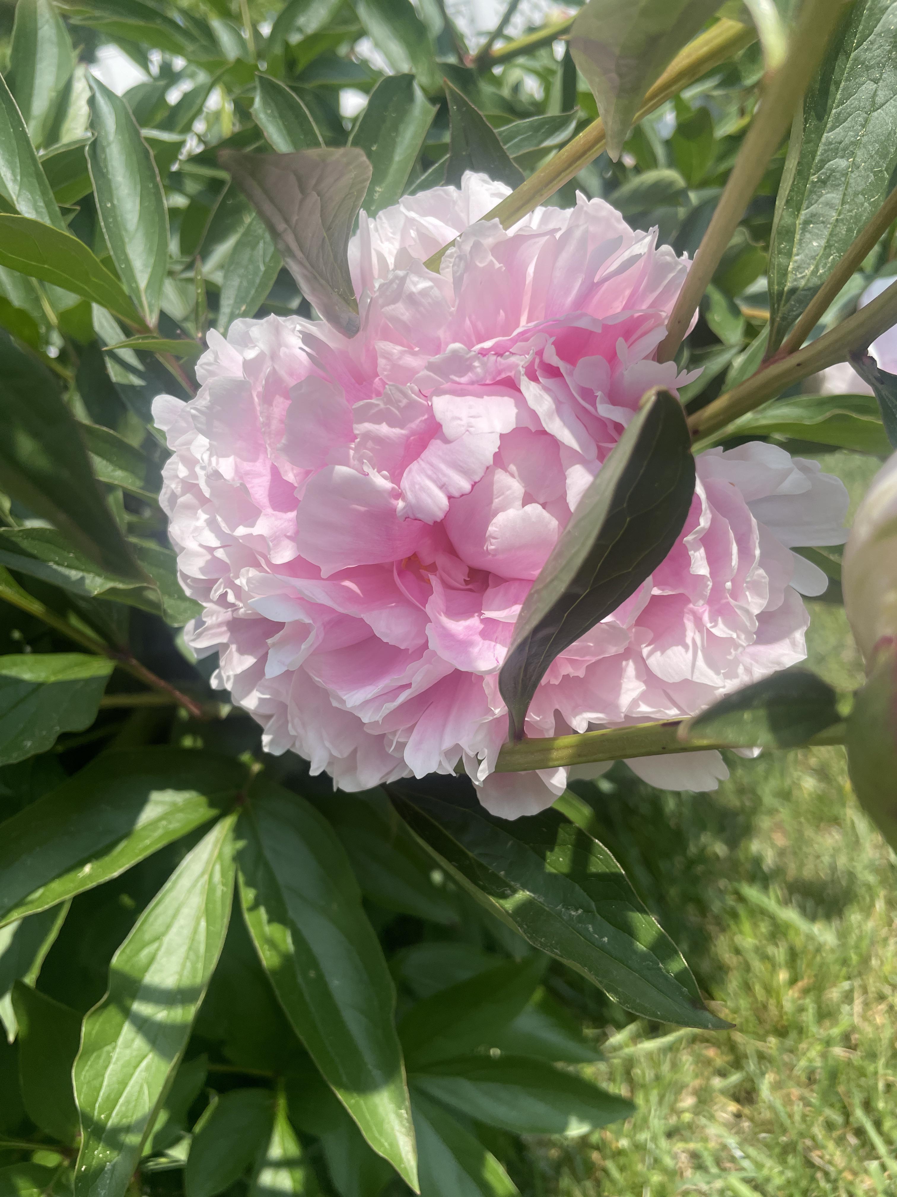 Not sure if flowers are allowed here, but here’s a photo of a peony I took in May | Scrolller