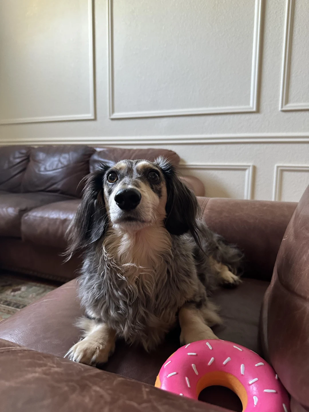 We do not see the donut Trotsky | Scrolller