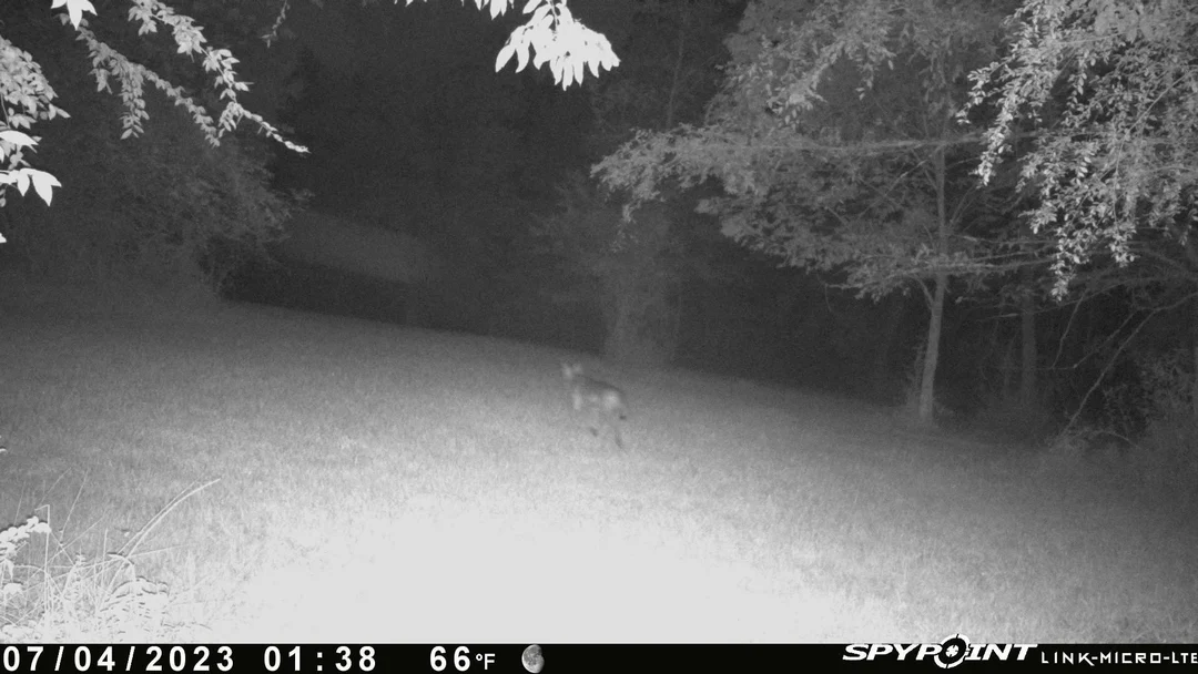 Any thoughts on what this could be? Fox, cougar, coyote, etc. (NC) | Scrolller