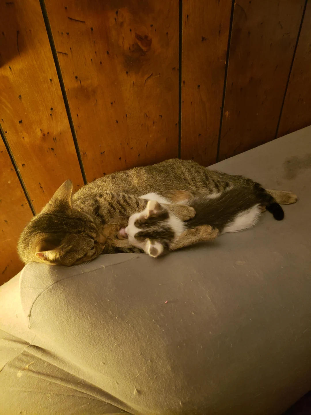 a cat hugging her kitten | Scrolller