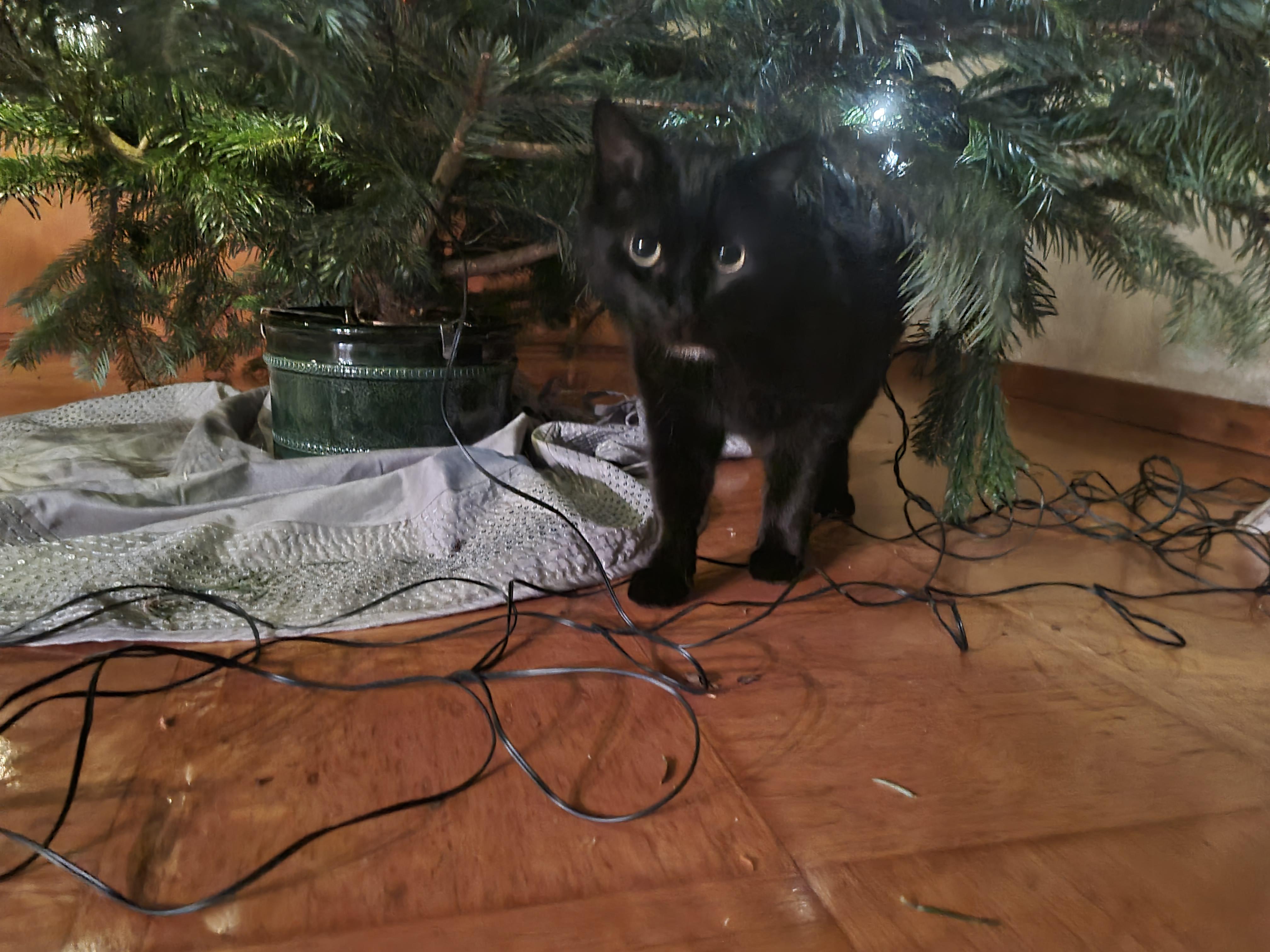 a visitor while during the setting up the Christmas Tree | Scrolller
