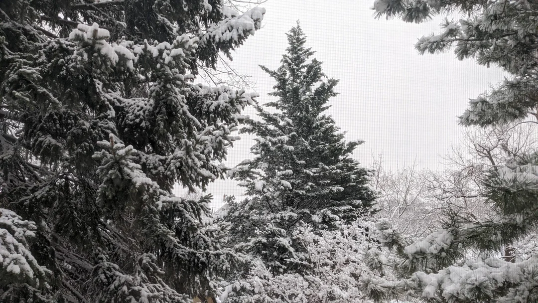 Snowy trees in my backyard | Scrolller