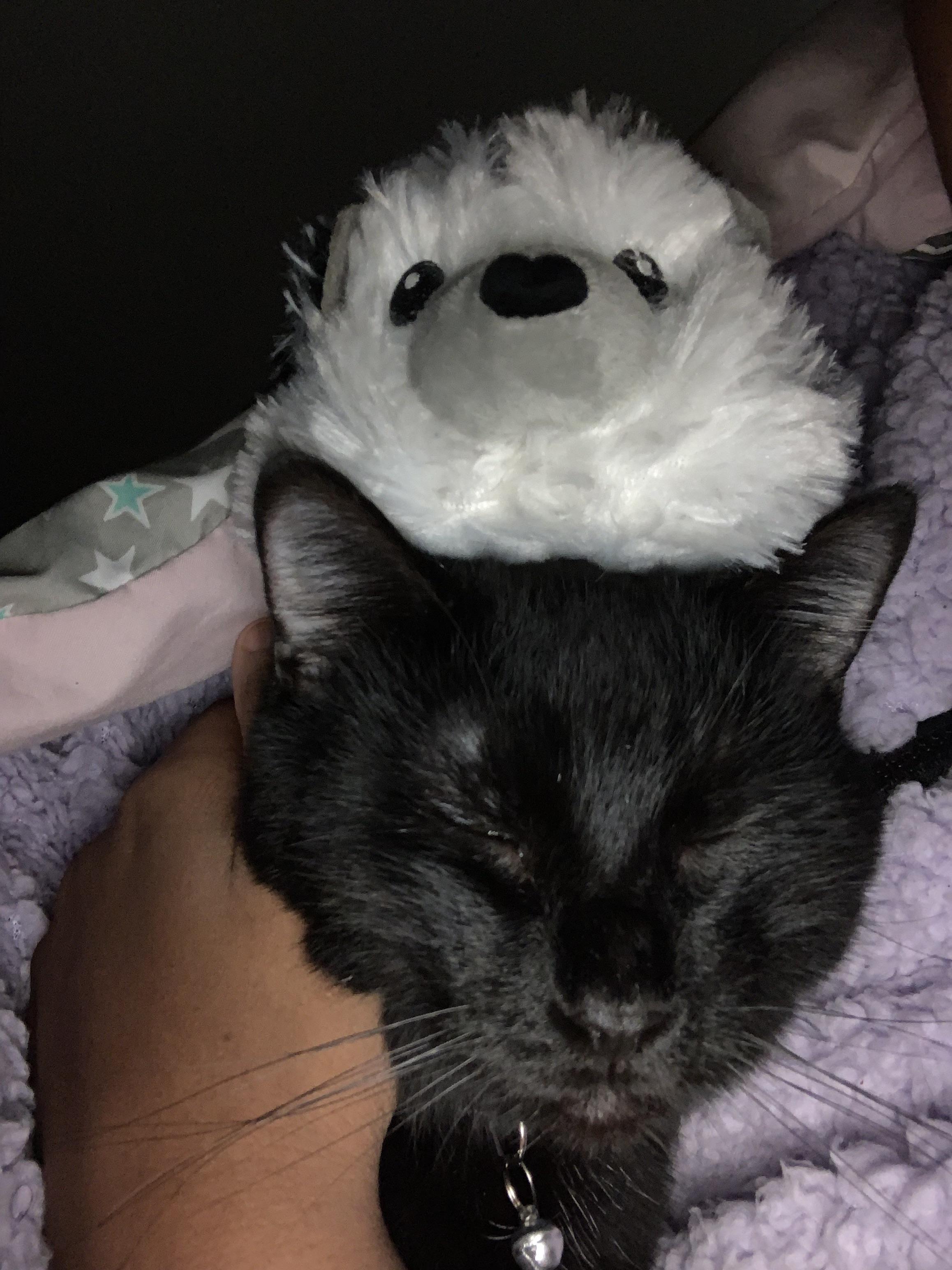 Cat + hedgehog | Scrolller