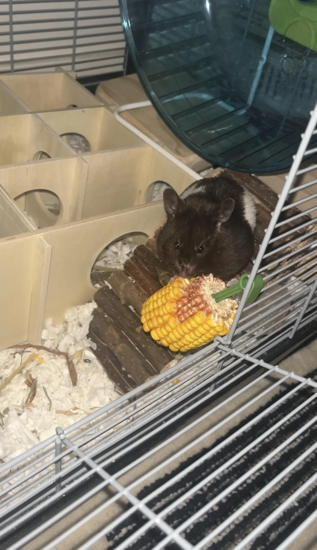 no such thing as too much corn | Scrolller