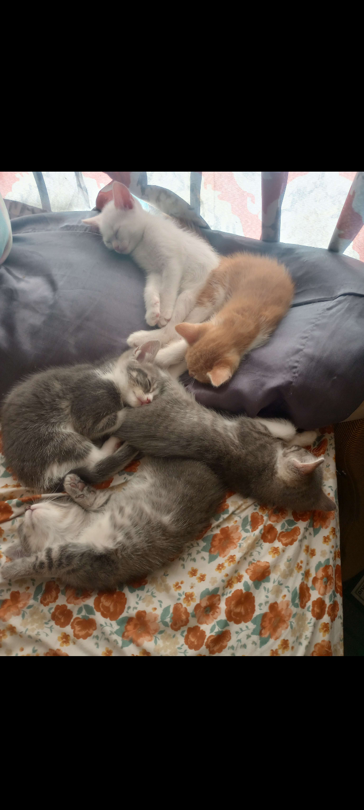 Don't have much this time but here's a newer picture of my cat Gemini kittens | Scrolller