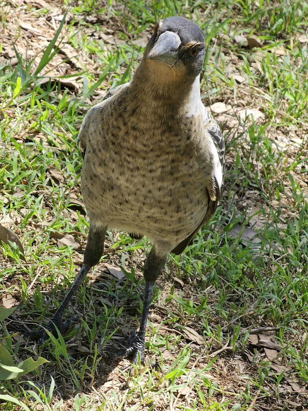 Your weekend dose of baby magpie! | Scrolller