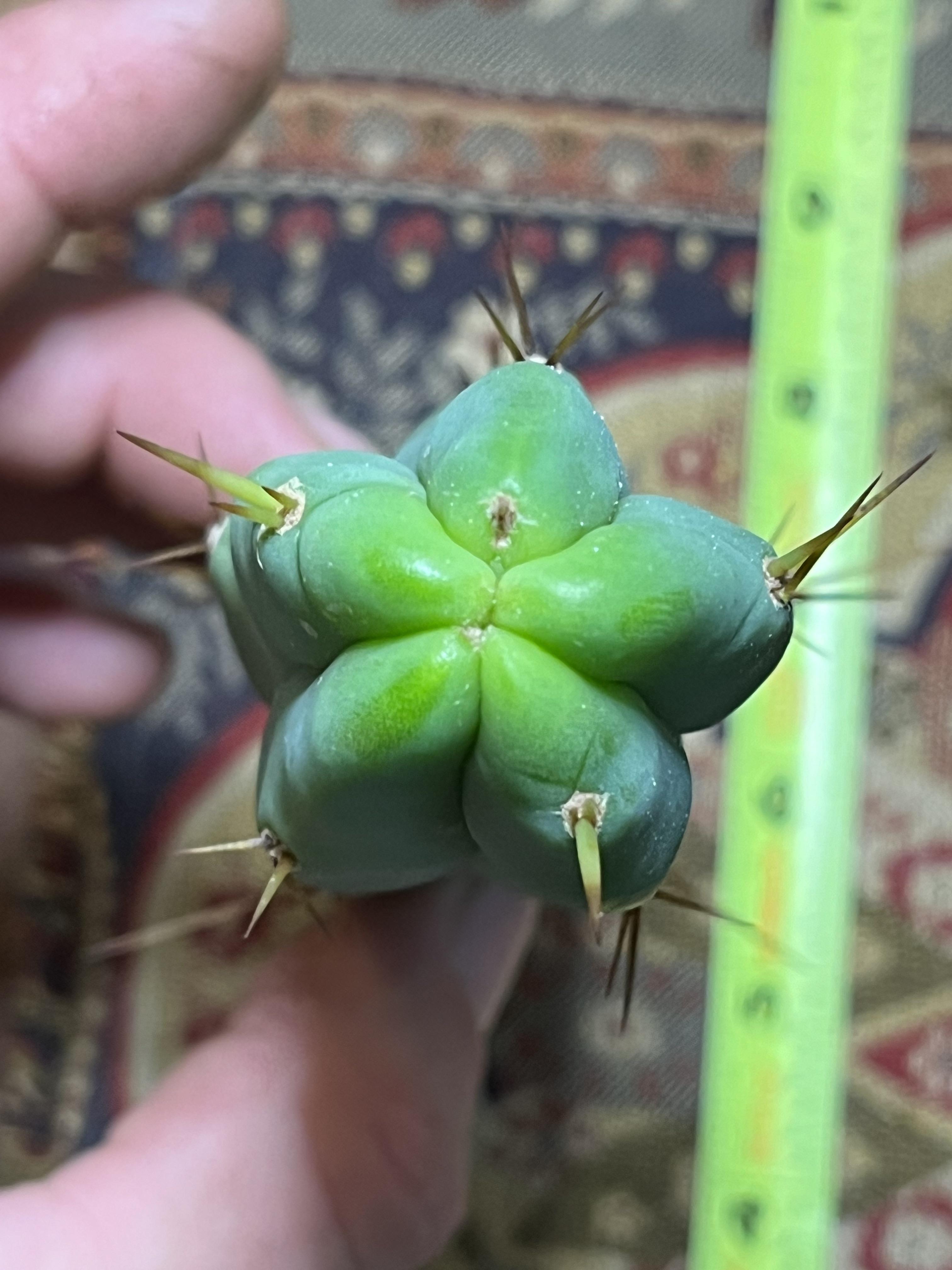 TBM Clone C | Scrolller