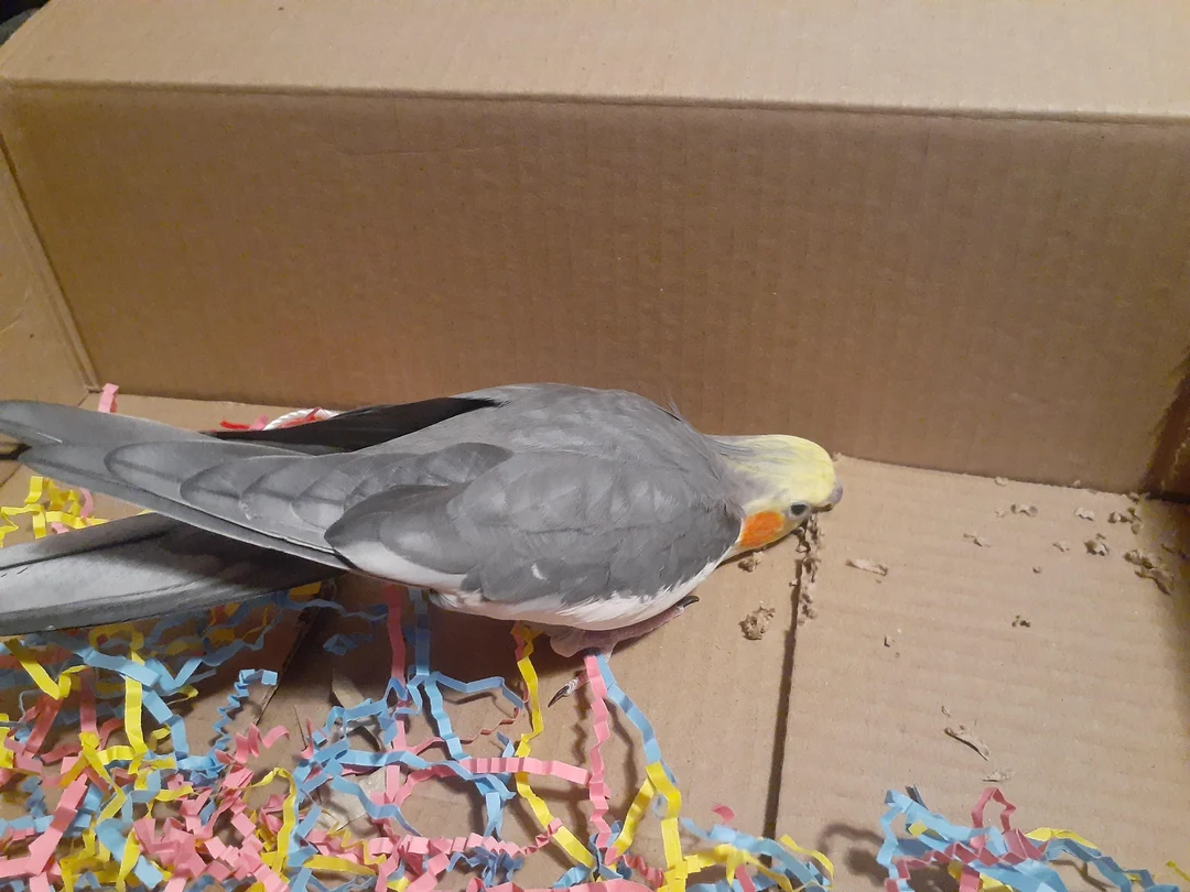 Box birb | Scrolller