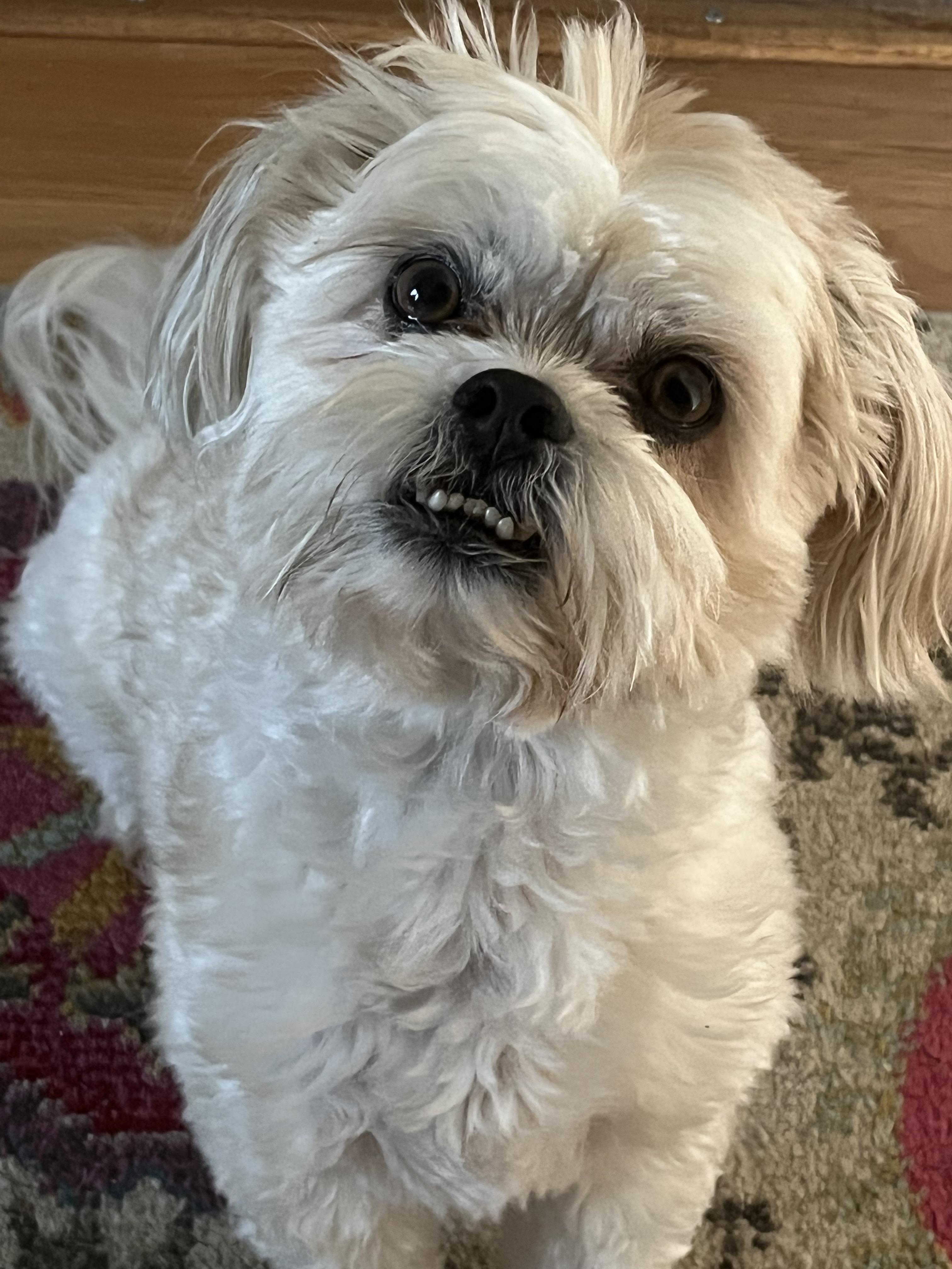Help please. Aggressive Shih tzu. | Scrolller