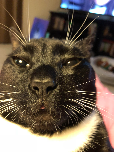 Tiny, tuxedo blep | Scrolller