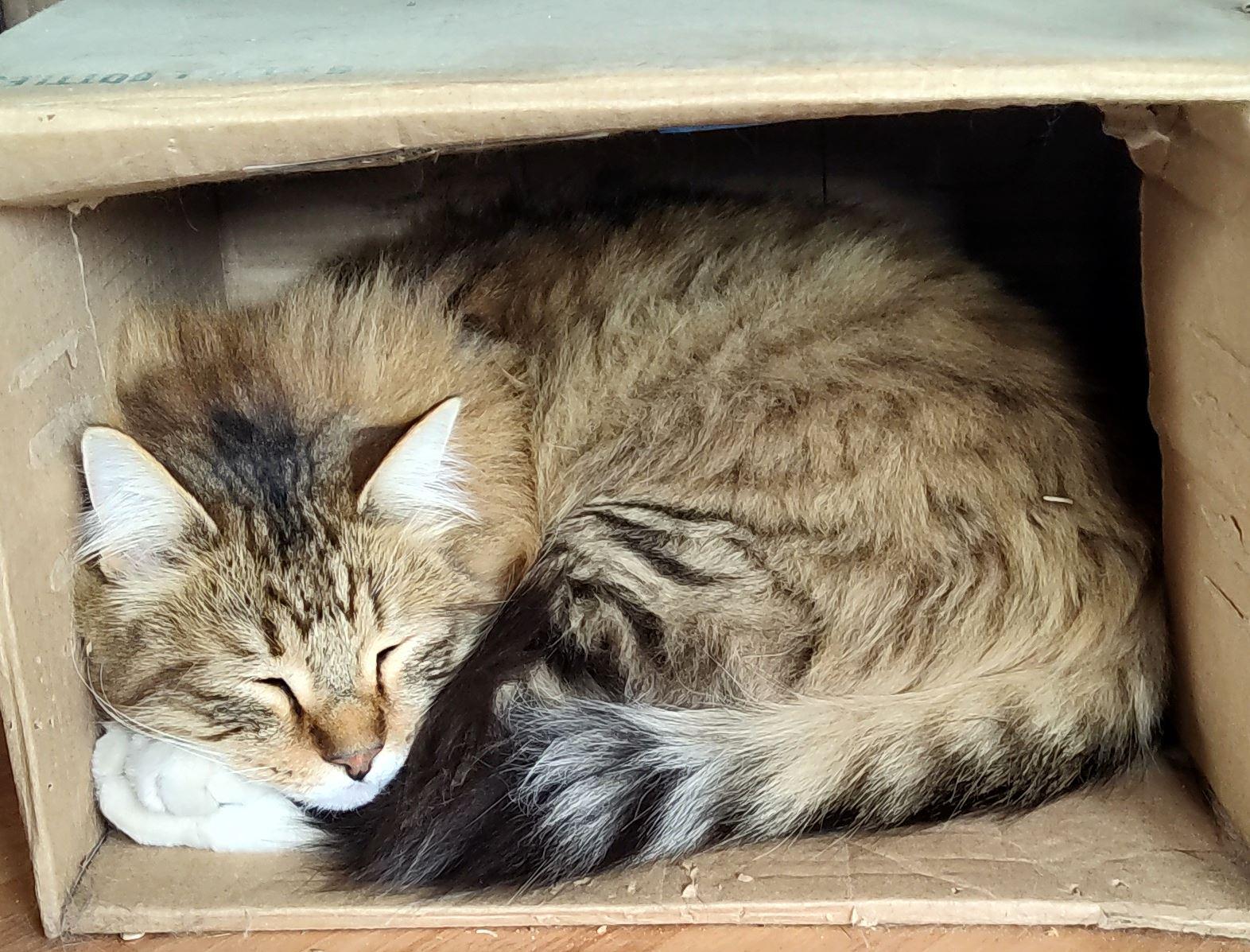 Miles is quite comfortable in his box. | Scrolller