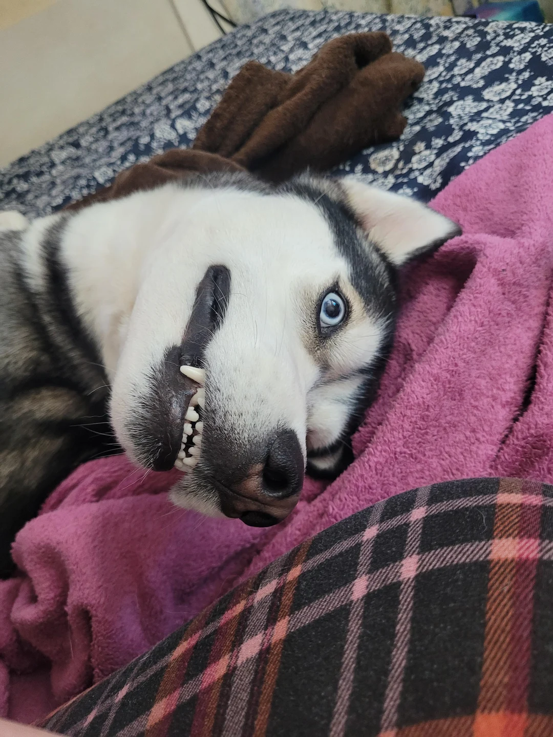 Teefs and side-eye | Scrolller