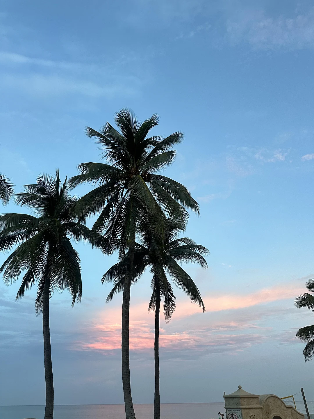 Palm trees in Hollywood Florida | Scrolller