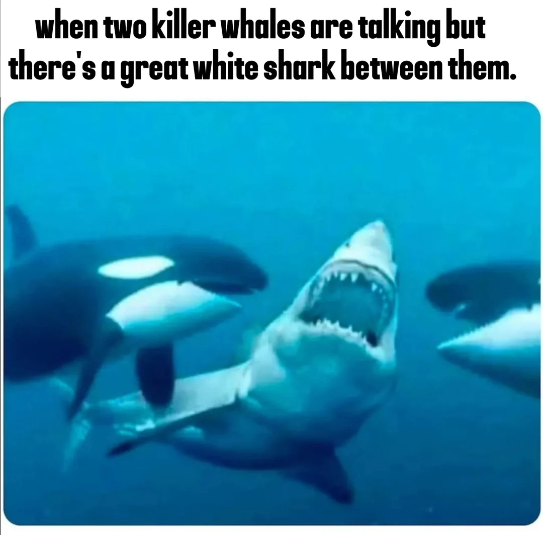 Two killer whales and one shark | Scrolller