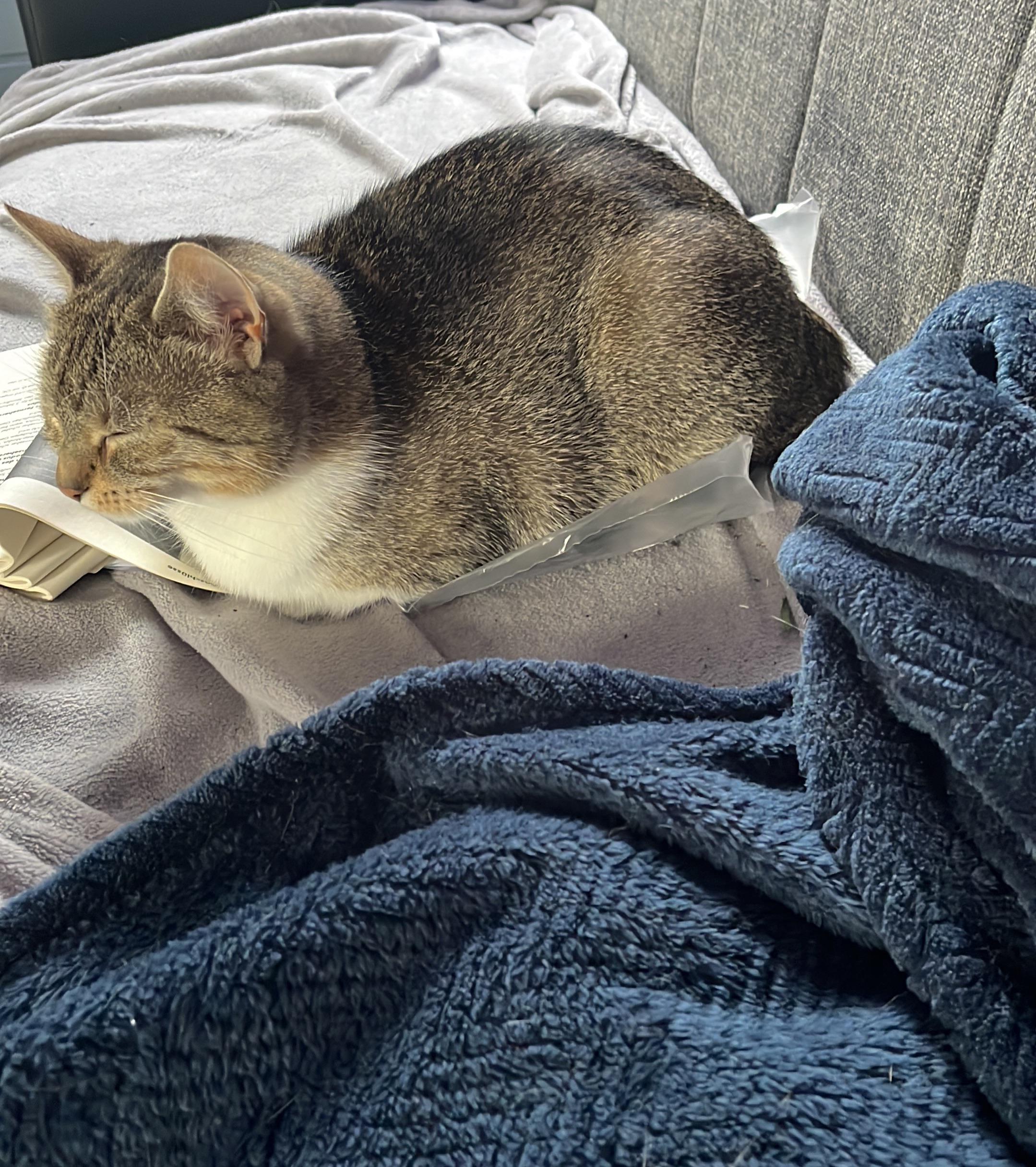 Cat being cat | Scrolller