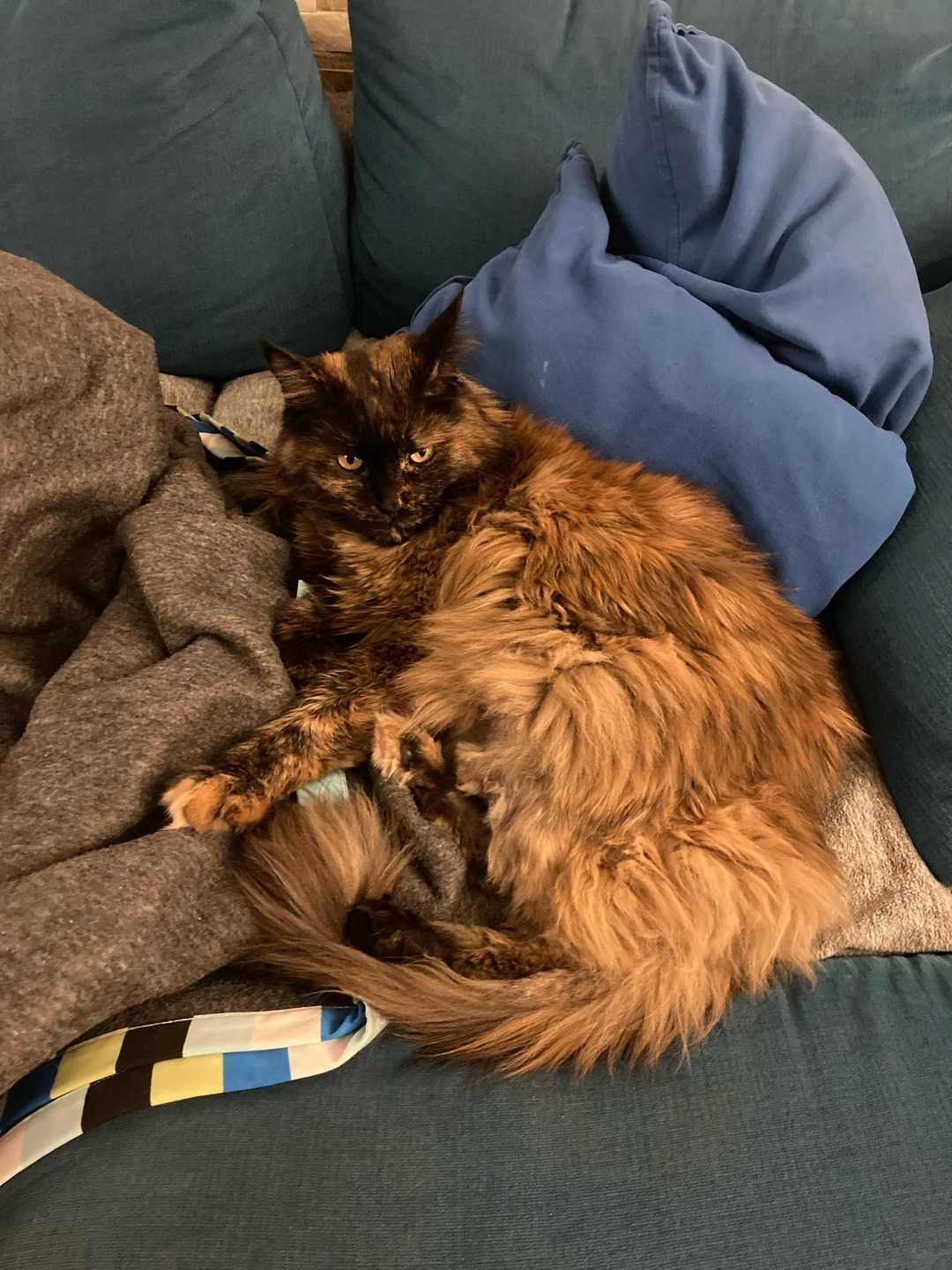 Little Fluffy Bean on a Sofa | Scrolller