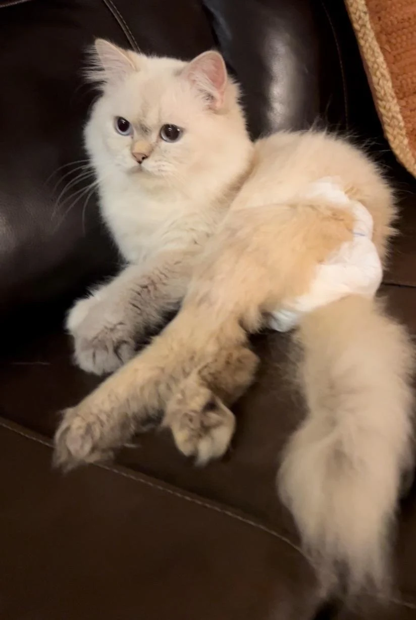 Phoebe the diaper floof | Scrolller