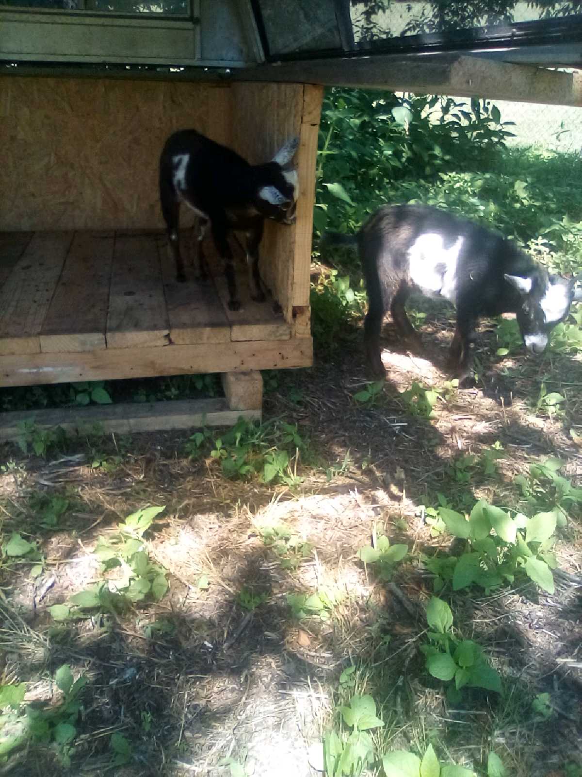 My goats just playing around | Scrolller