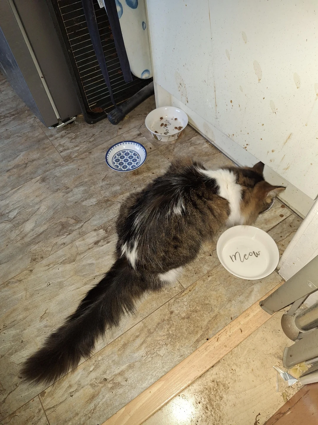 She's been missing for six weeks but she's home, worryingly thin but floofy as ever | Scrolller