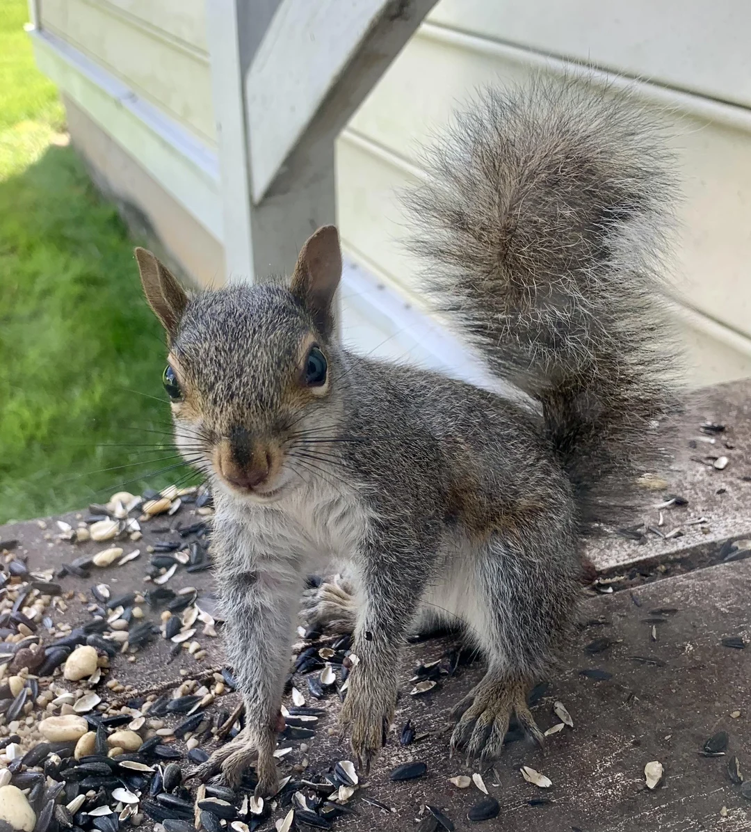 Sweet Stella | Scrolller