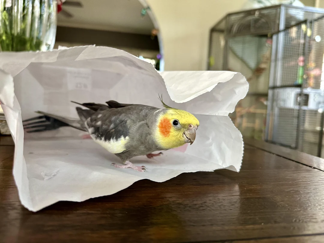 This chicken nugget is too spicy! | Scrolller