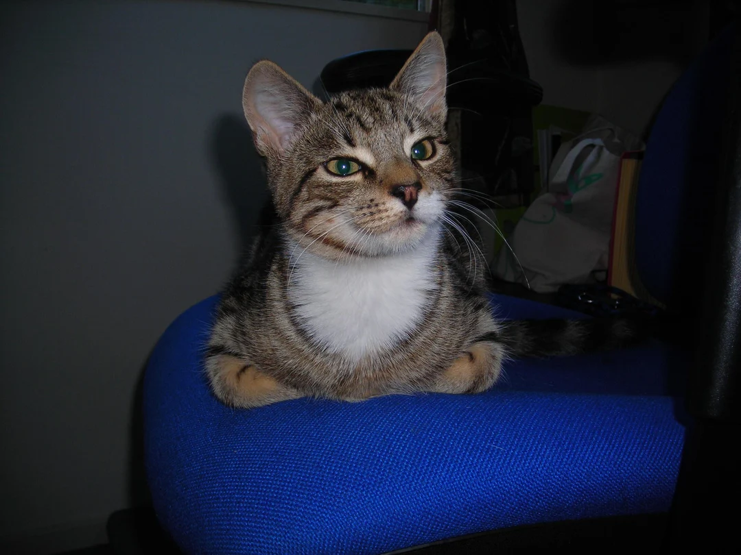 Computer chair loaf | Scrolller