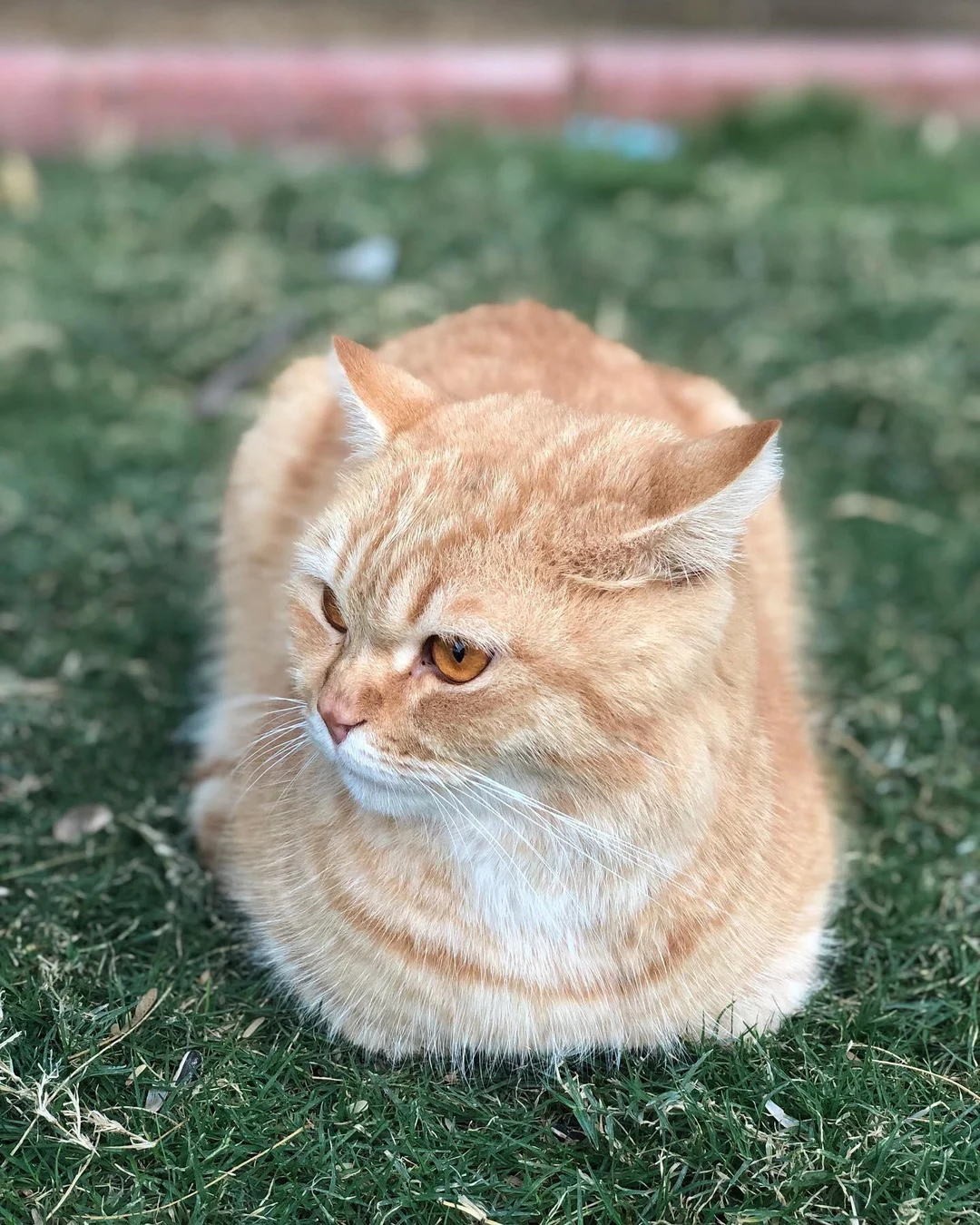 Rate the wild loaf | Scrolller