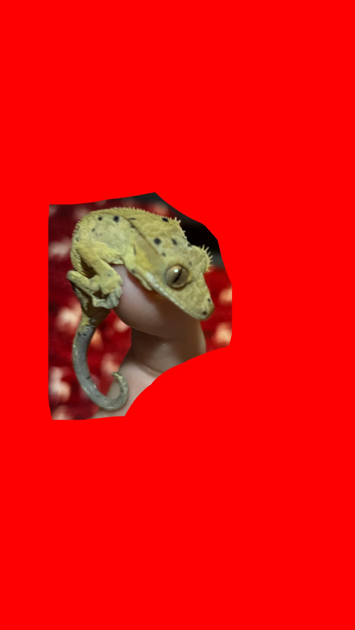 What morph of crestie? | Scrolller