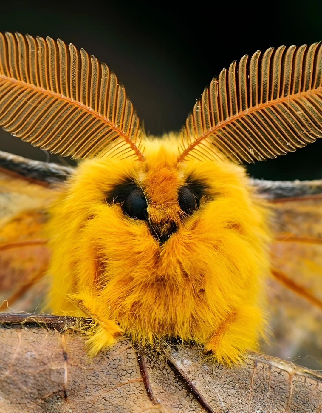 This cutie is a Saturniid moth | Scrolller