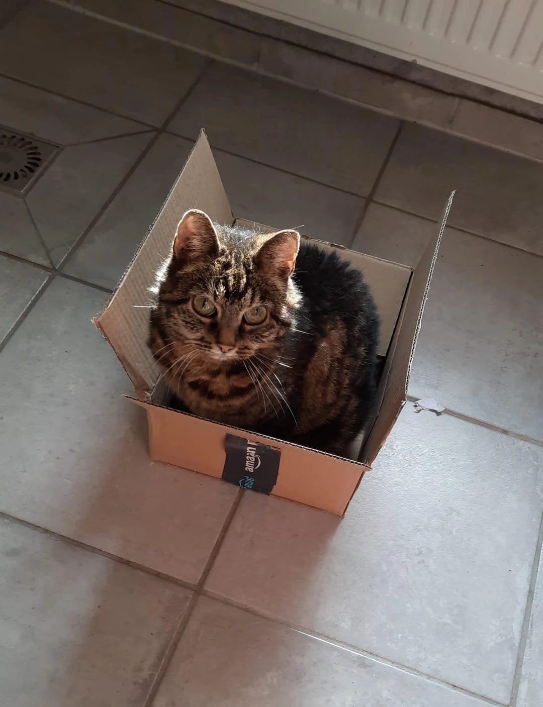 Trapped pussy | Scrolller