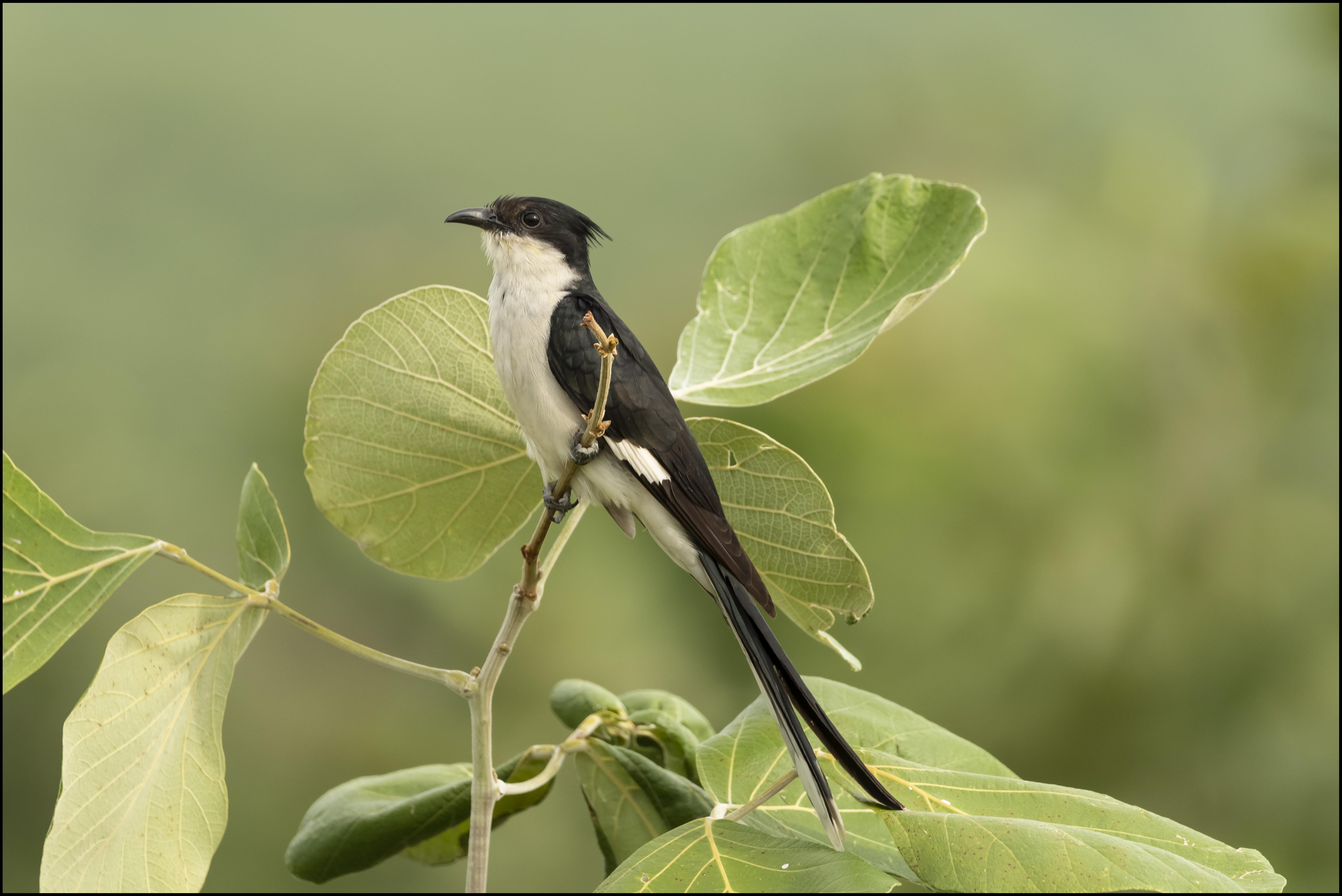 Jacobin cuckoo (Clamator jacobinus), Orchha, Madhya Pradesh, India | Scrolller
