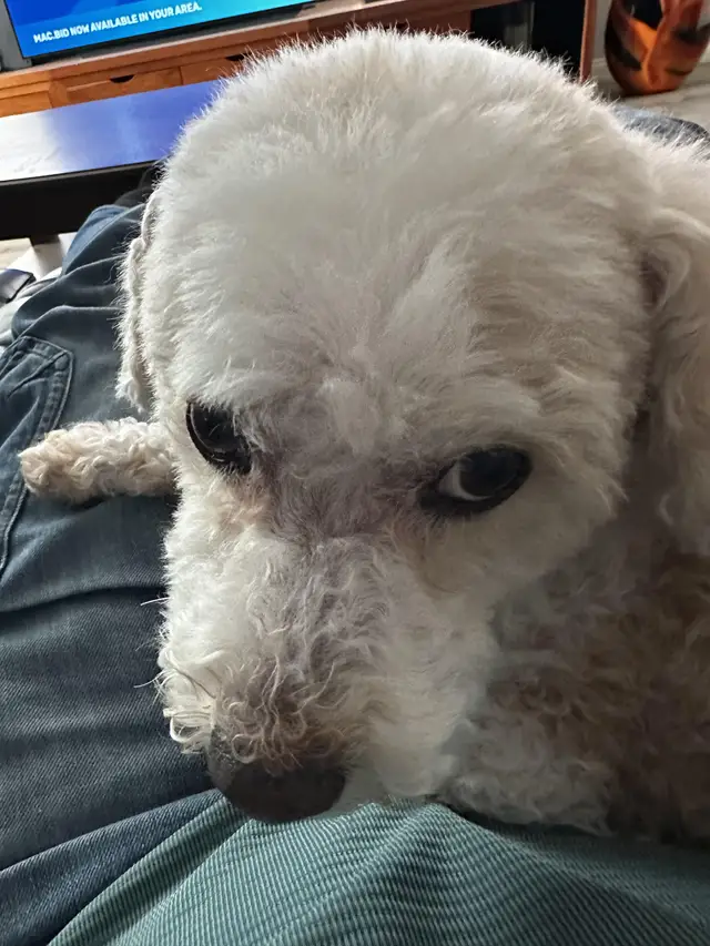 Mayhem looks at me like this if I dare stop petting him | Scrolller