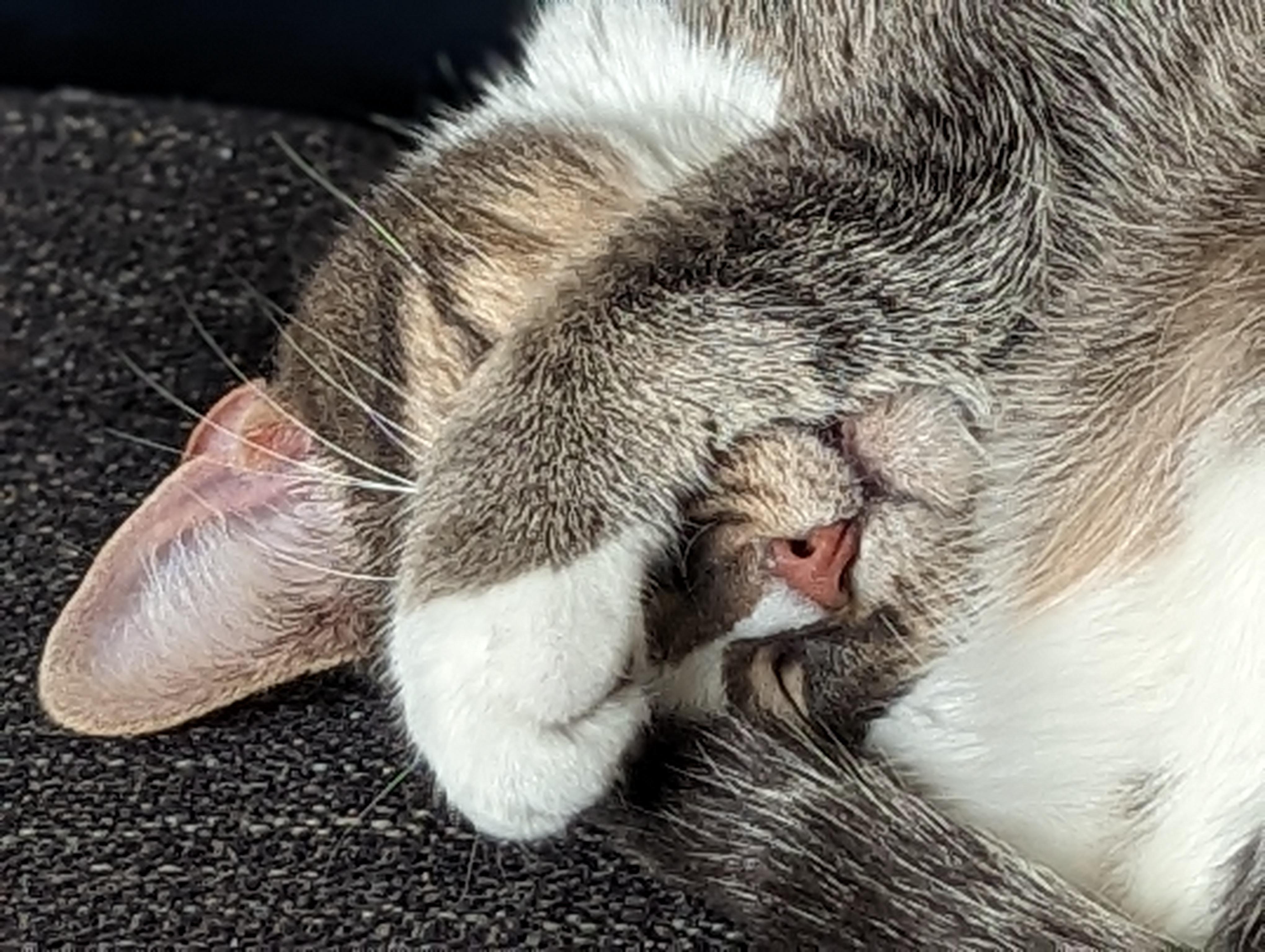 Sleepy cat | Scrolller