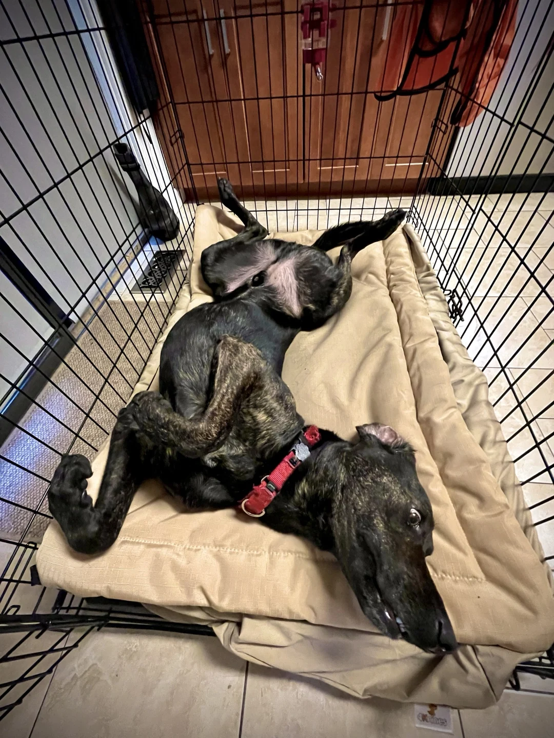 Stretching Sleeper | Scrolller