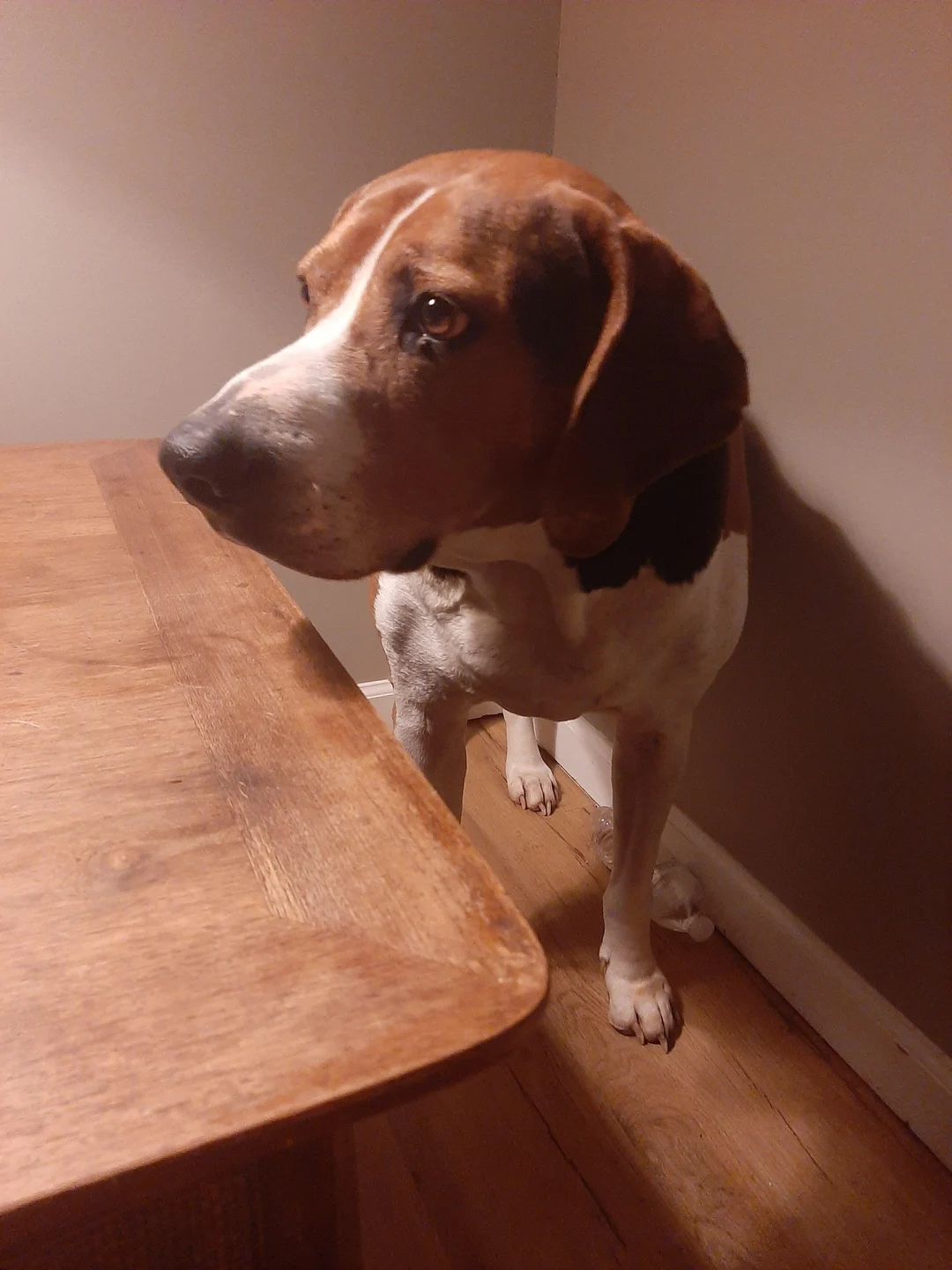 Thinks he is stuck in the corner | Scrolller