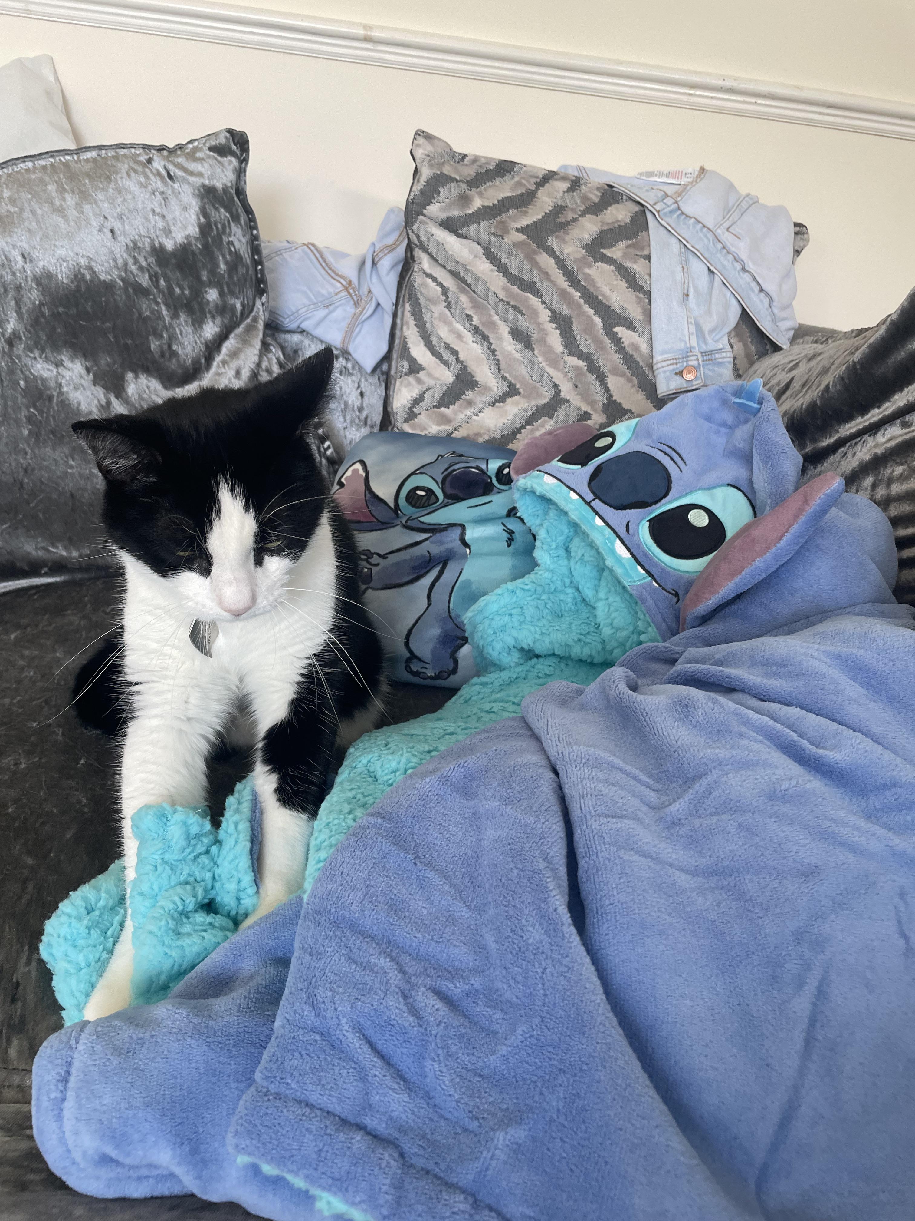 Stitch (the cat) and Stitch and Stitch | Scrolller