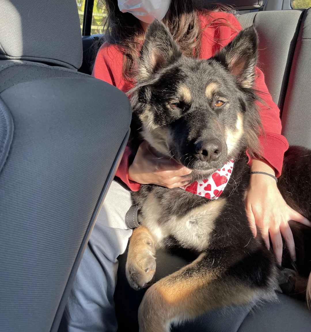 She Was Looking Extra Majestic After her Grooming | Scrolller