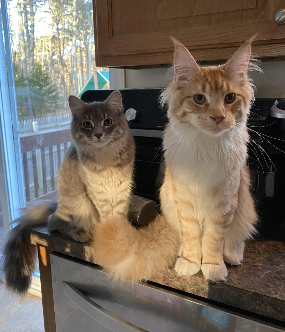 The bros | Scrolller