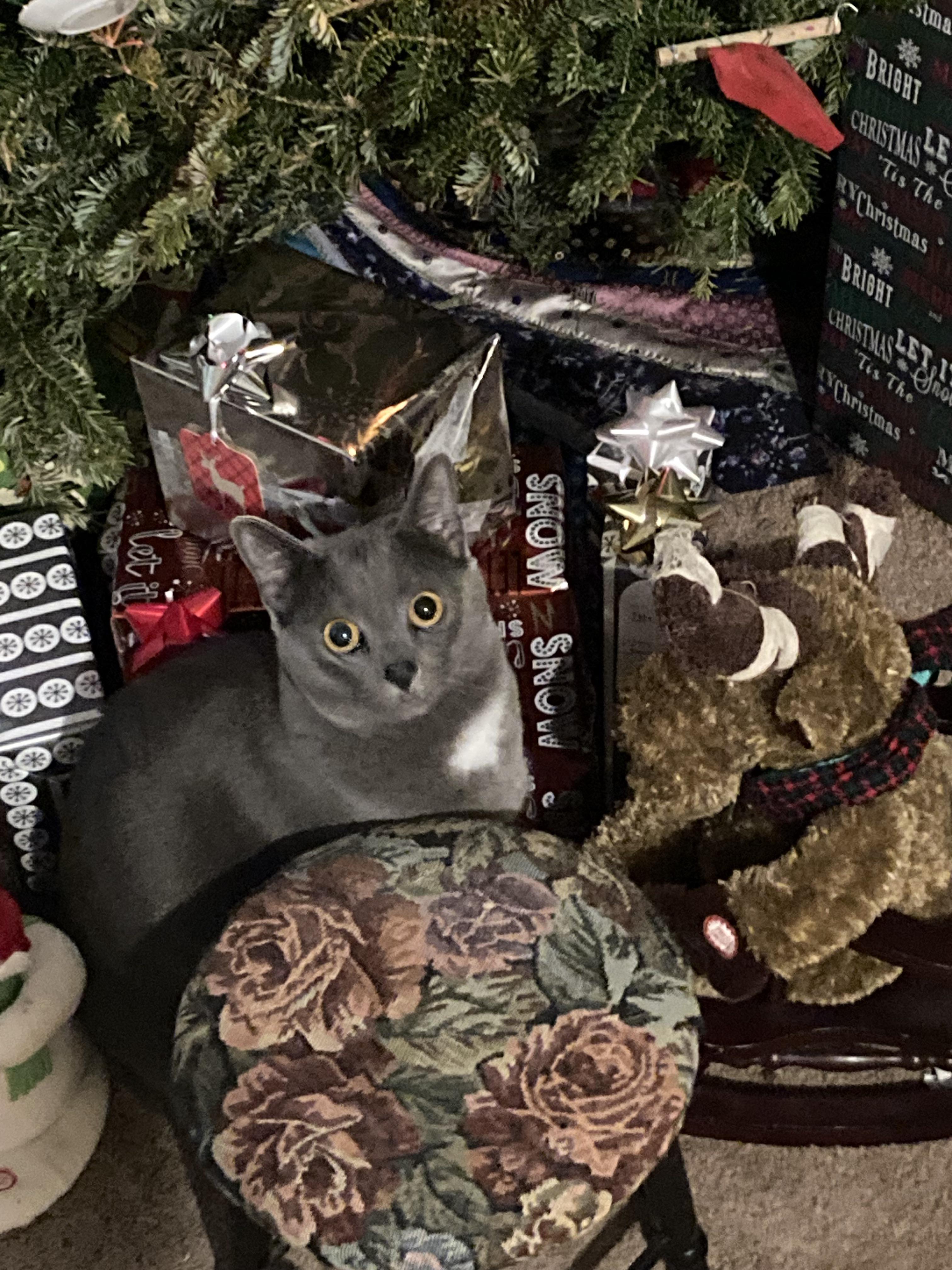 No I’ve been spotted | Scrolller