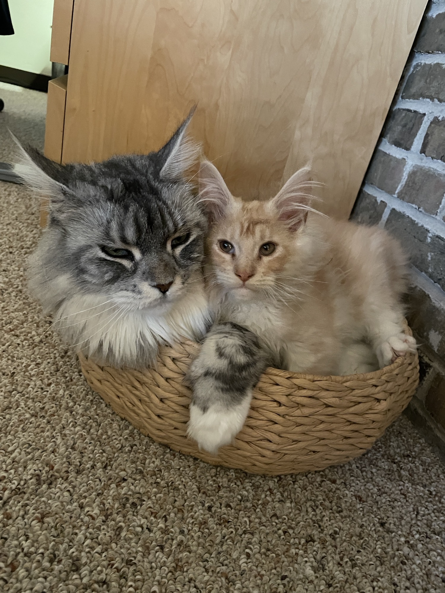 That’s a lot of pussy in that tiny basket. | Scrolller