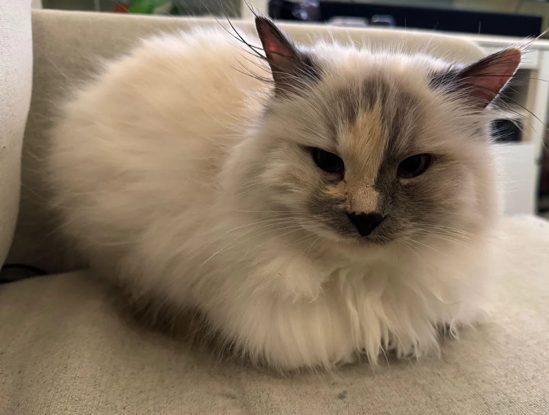 Fresh out the oven, slightly burned | Scrolller