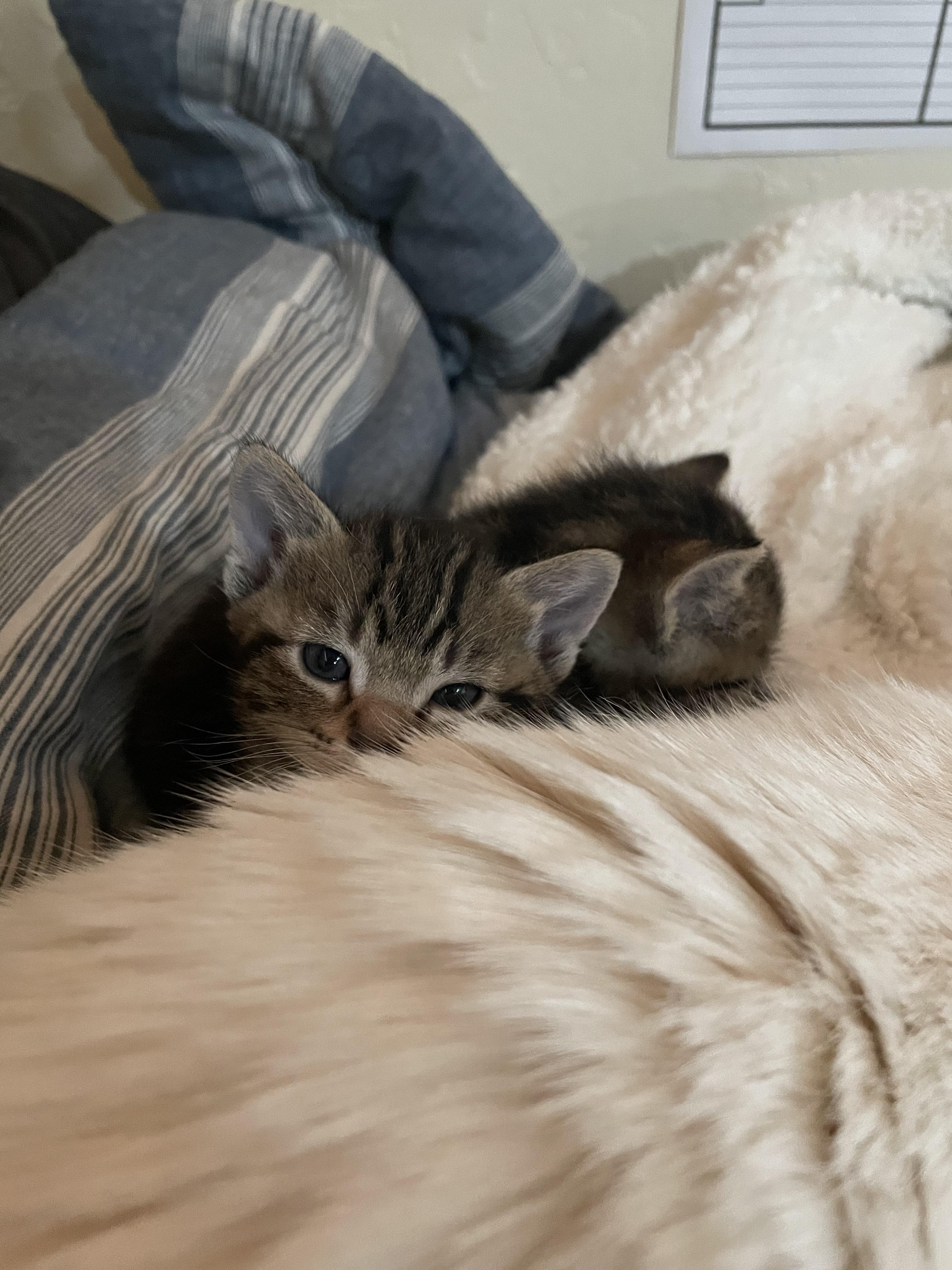 Meet Pluto and Mars! (OC) | Scrolller