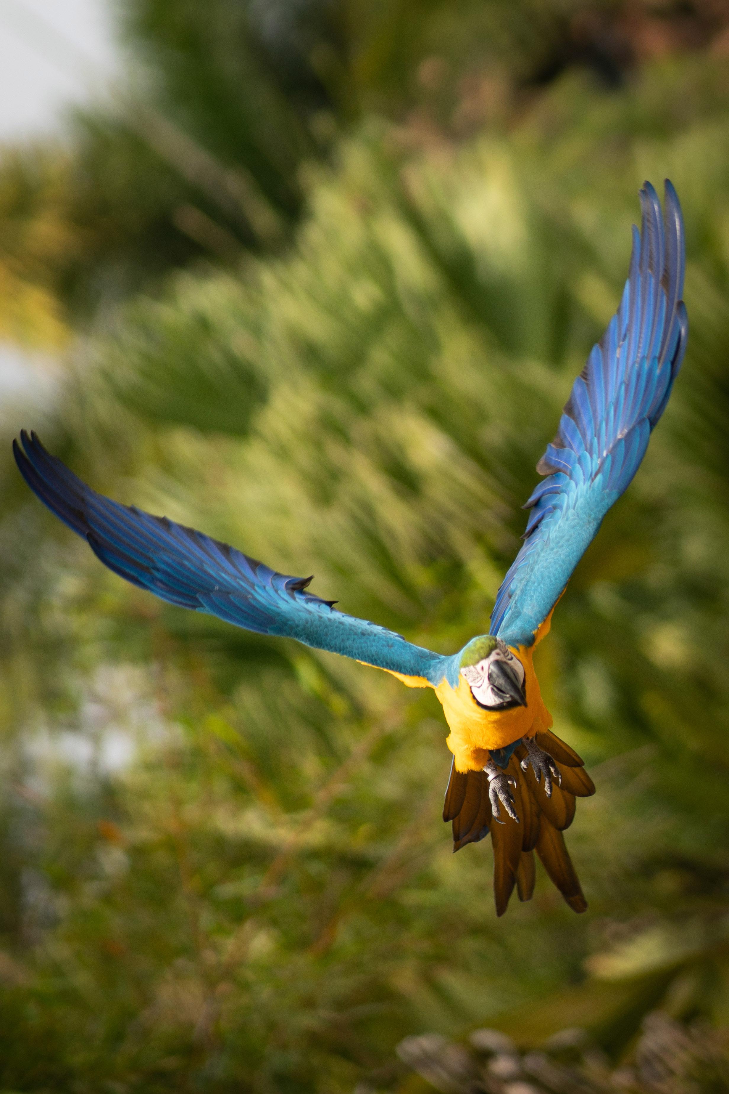 A Macaw at Disney's Animal Kingdom | Scrolller