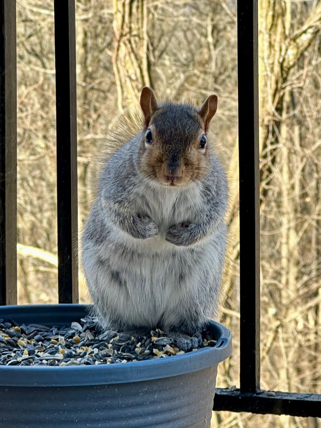 Perfect little chonk 💕 | Scrolller