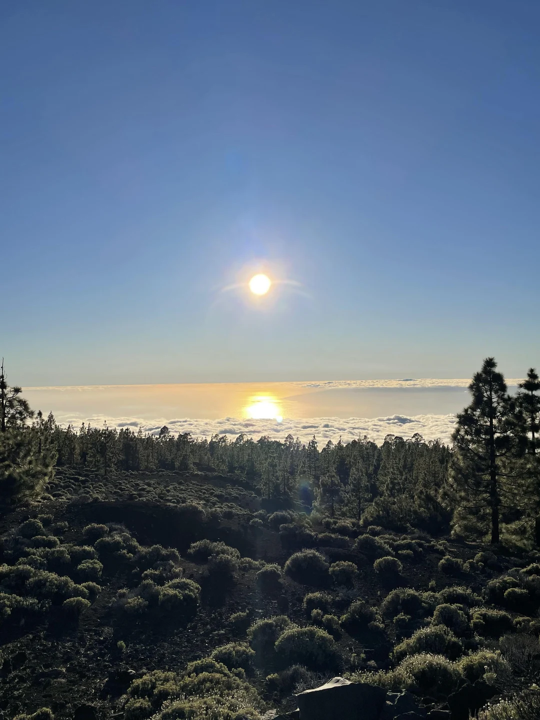 Forrest above the clouds, Canary Islands [OC] [3024x4032] | Scrolller