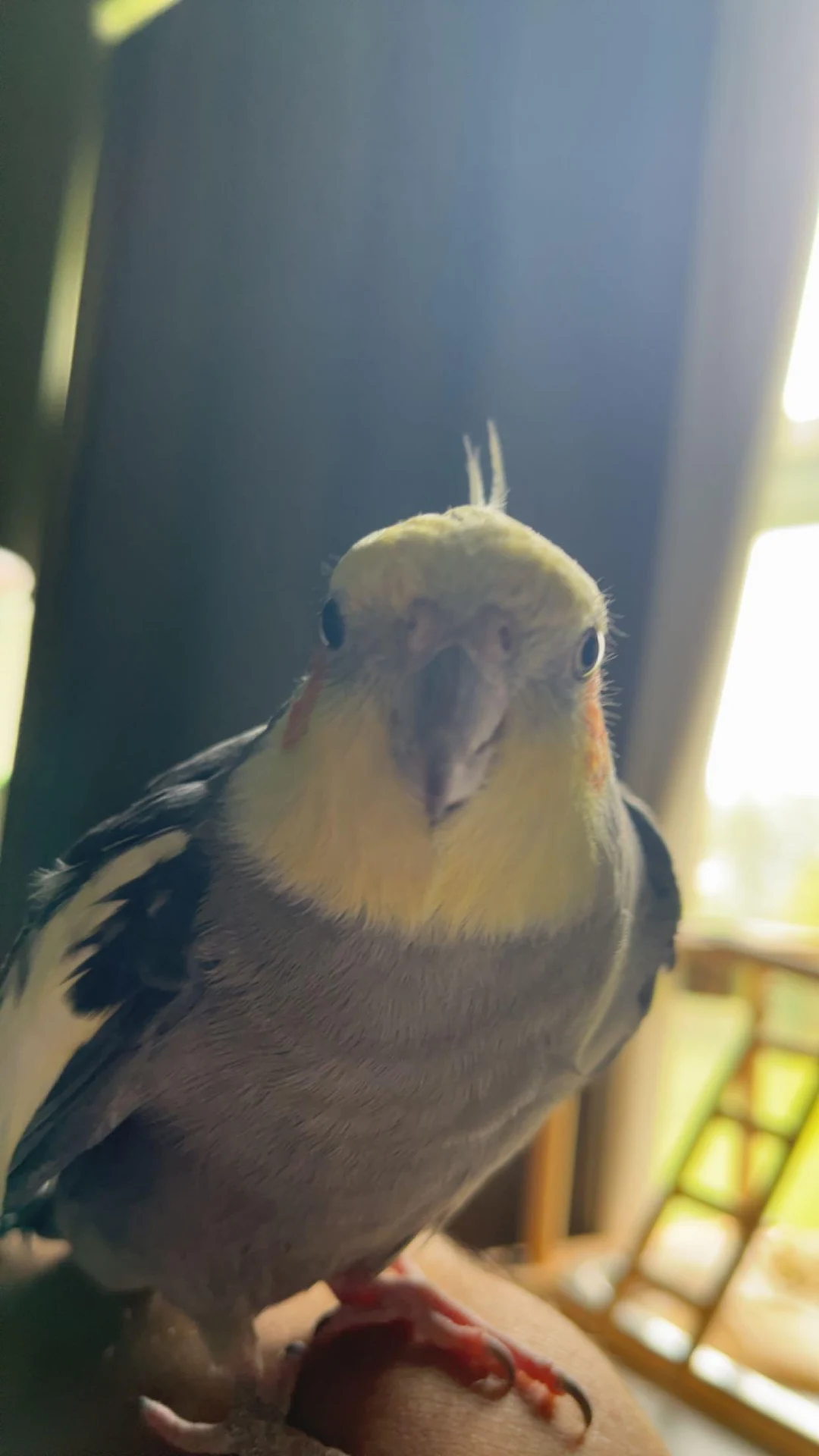 Does anyone have perch recommendations for my banana chicken? | Scrolller