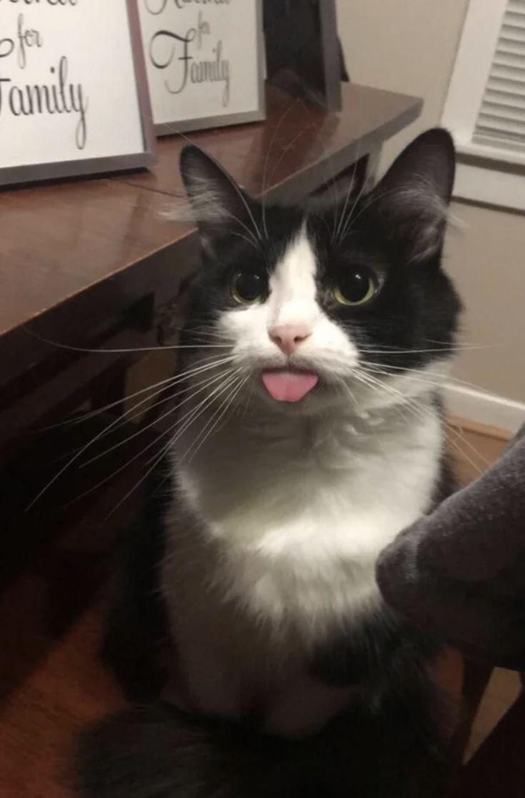 Cat blep | Scrolller