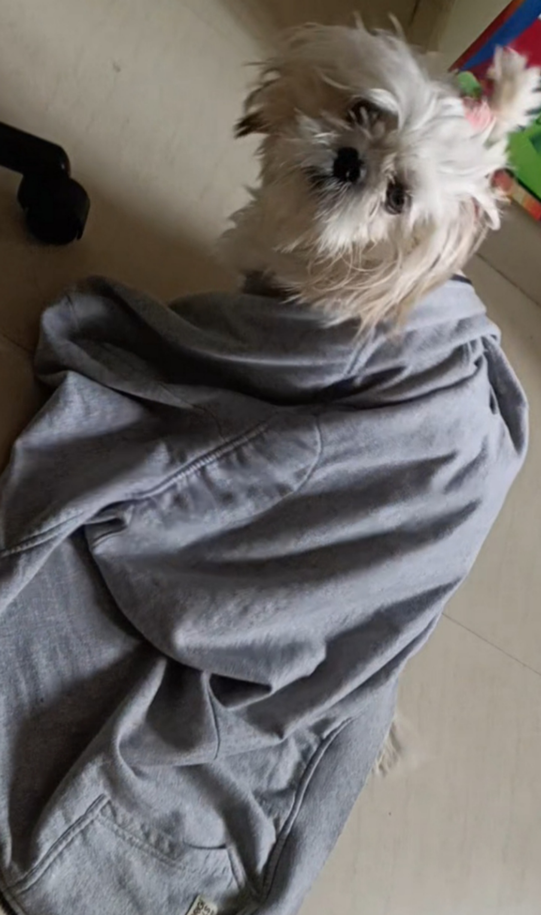 hellooooo🐶 | Scrolller