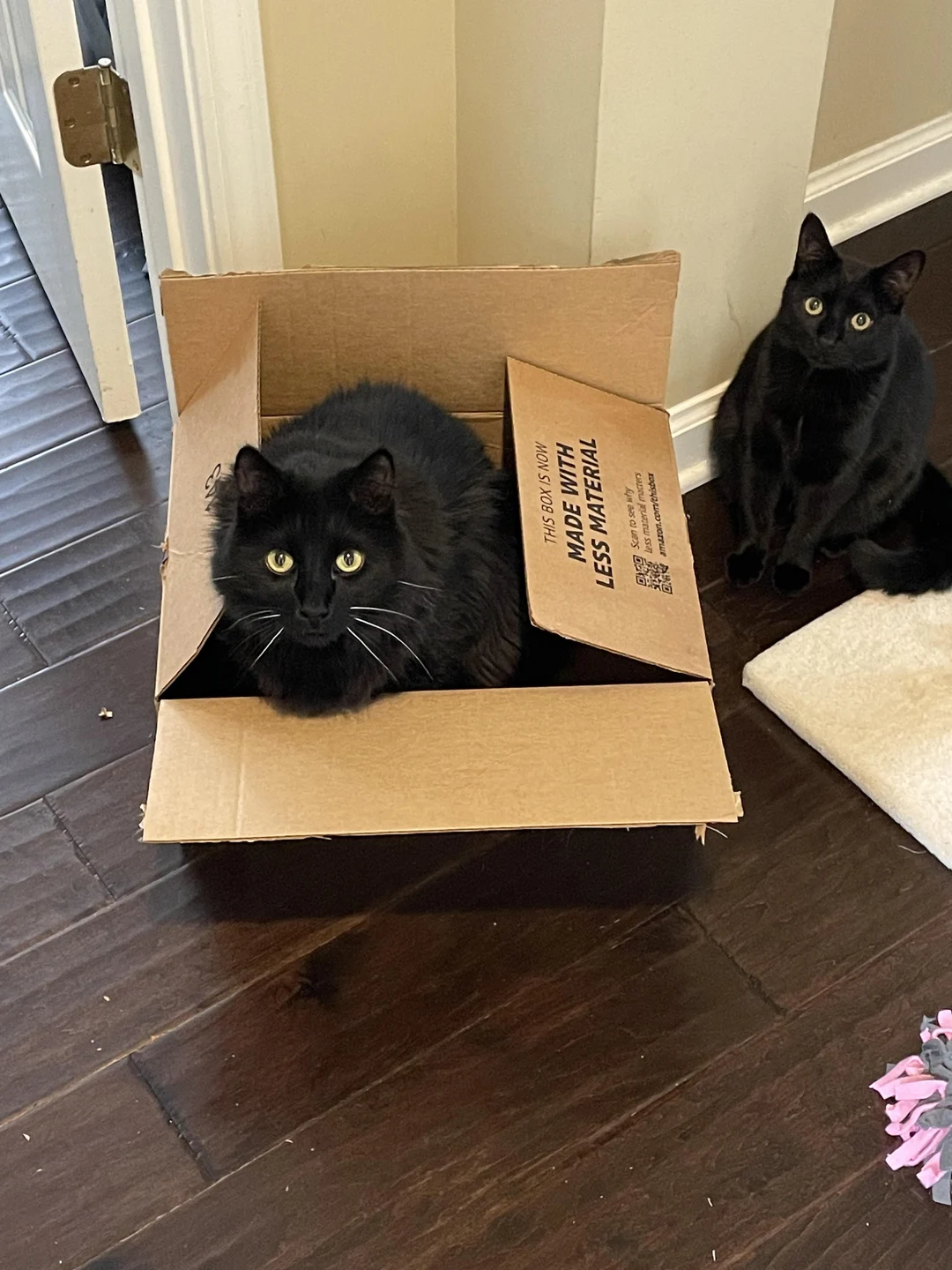 Successful trapping! | Scrolller