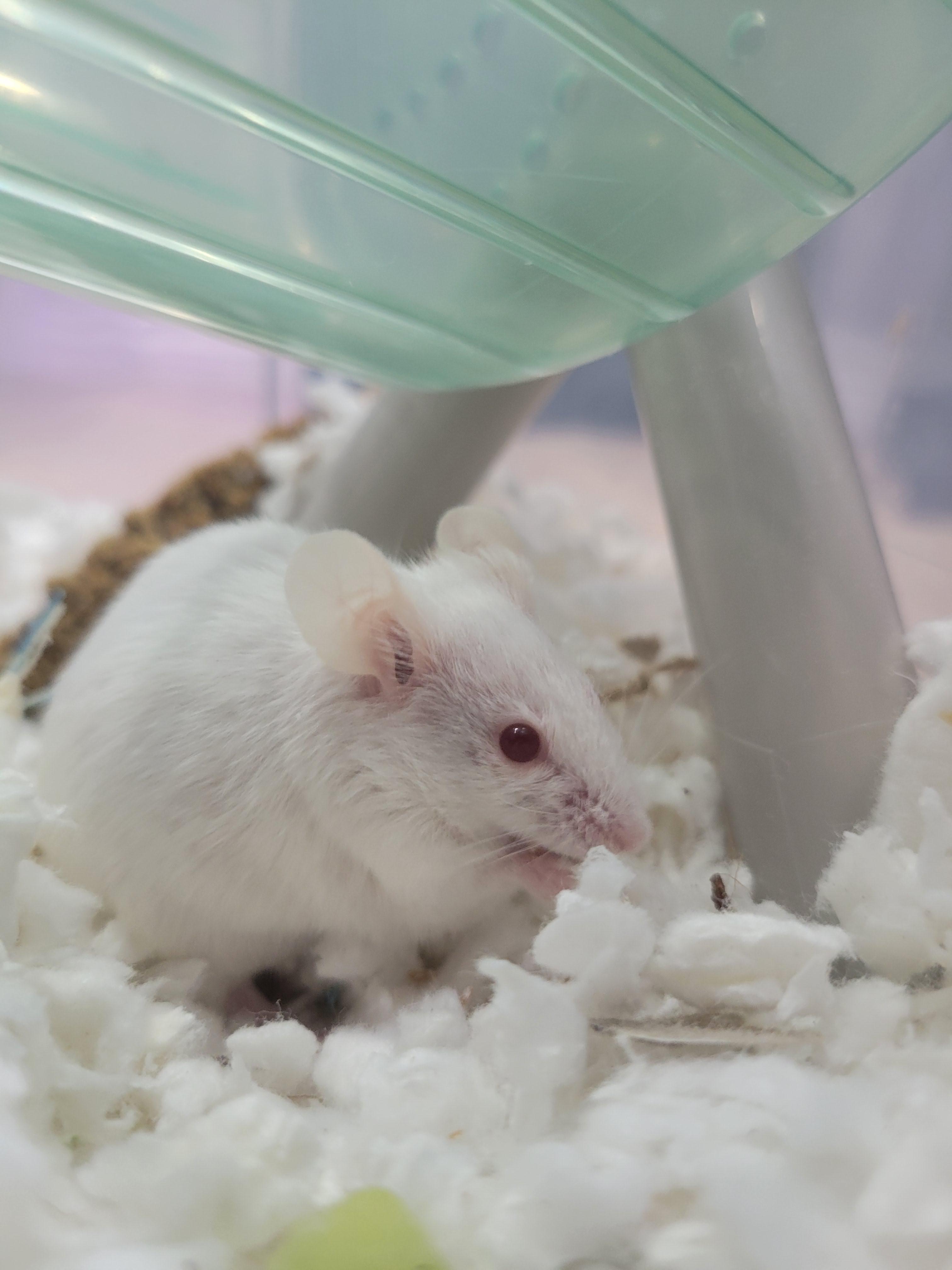 I want to keep my dead mouse | Scrolller